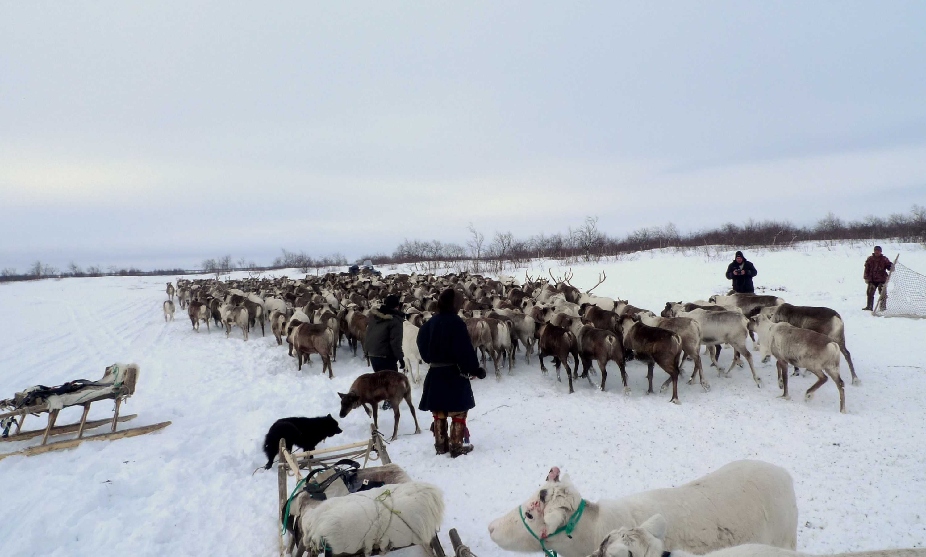 Zombie microbes, reindeer and the health risks of climate change - ABC News