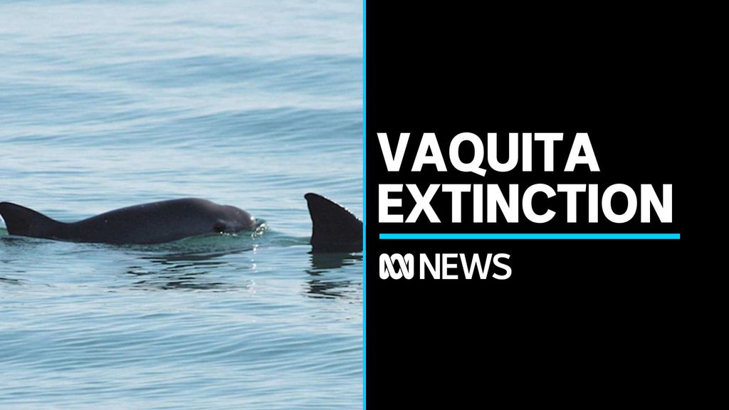 Only ten vaquita porpoises left amid illegal fishing activity - ABC News
