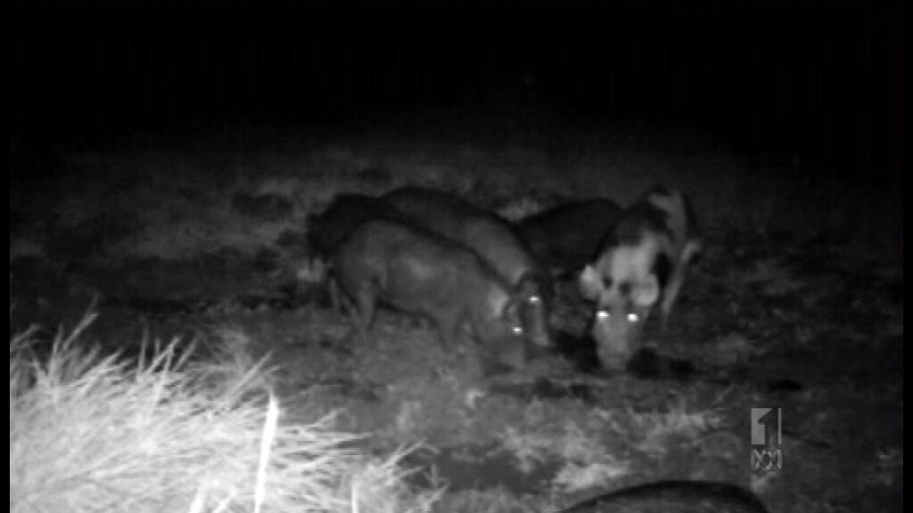 Four-legged crop thieves caught on camera - ABC News