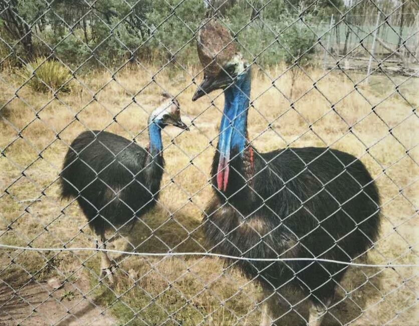 Tasmanian Government receives multiple complaints about mistreated ...