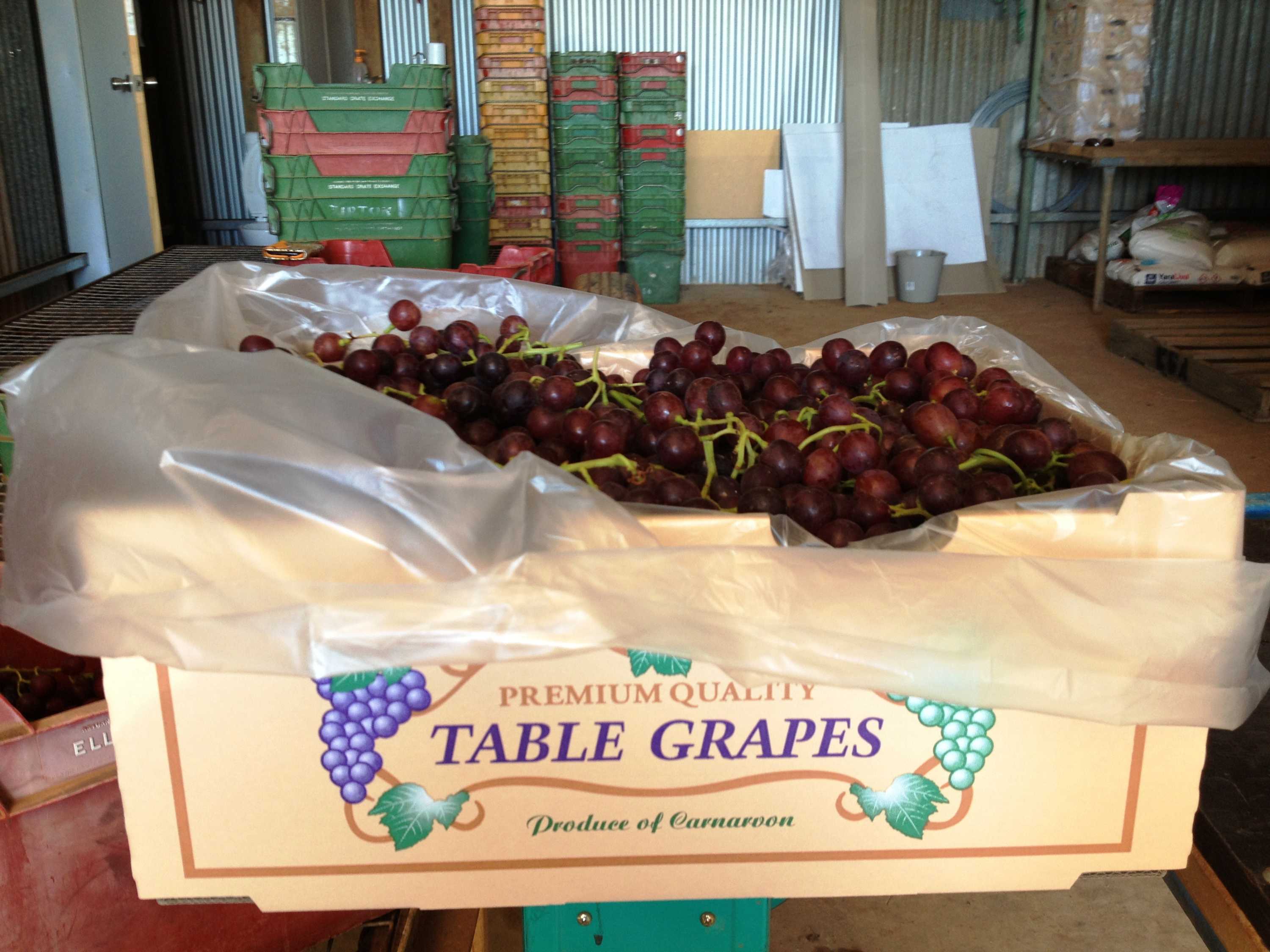 Californian imports leave Gascoyne grape growers sour over prices - ABC ...