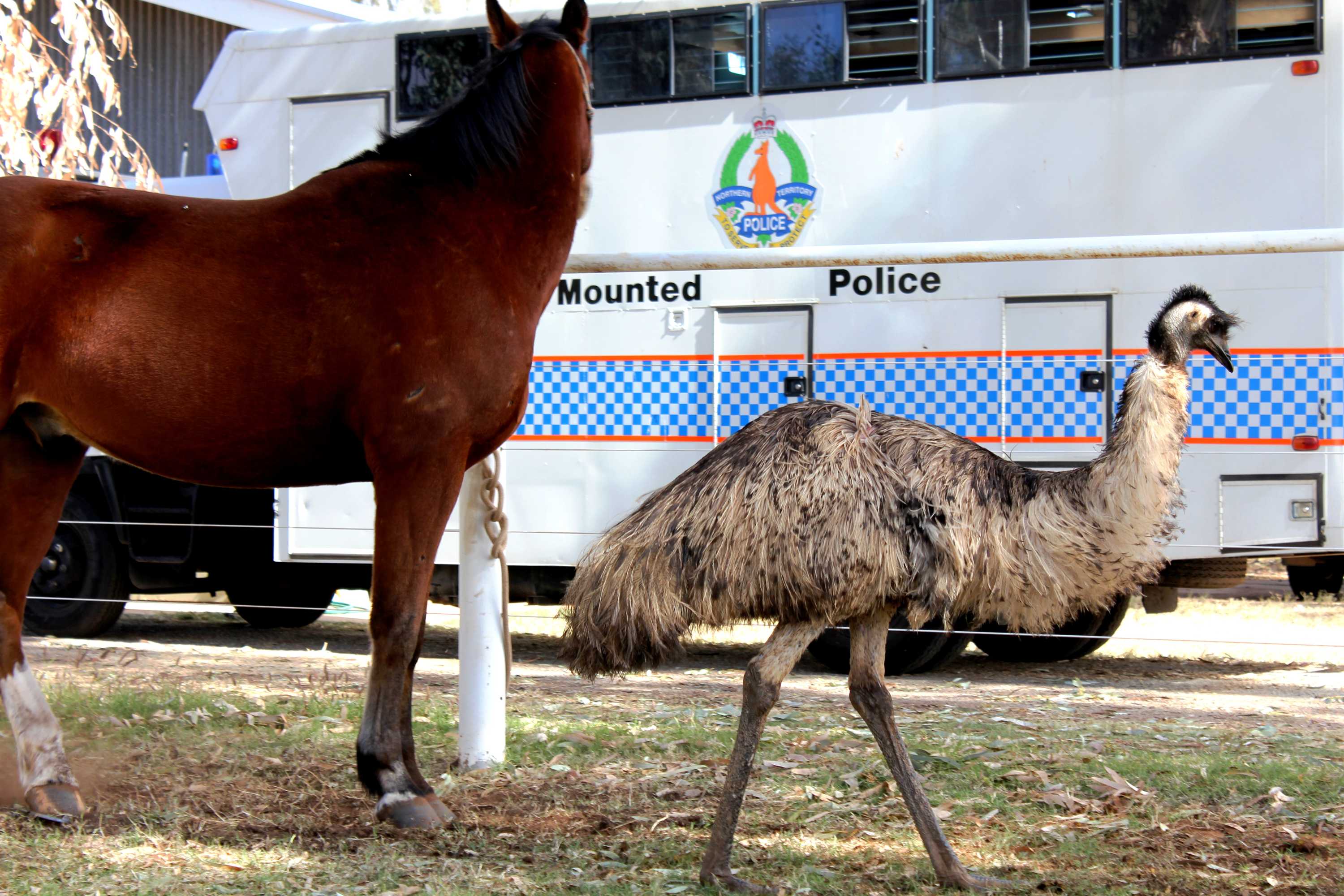 Red Centre emu thinks it is a horse - ABC News