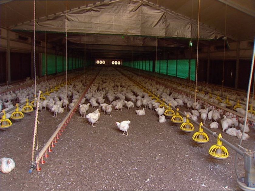 Developer behind massive SA free range chicken farm looking for more ...