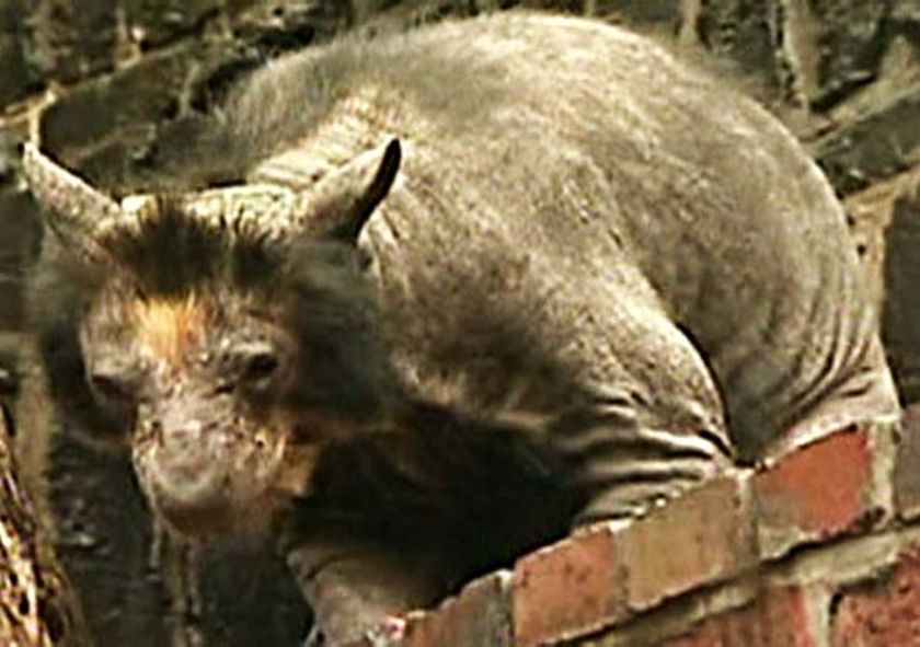 Balding disease leaves bears bare - ABC News