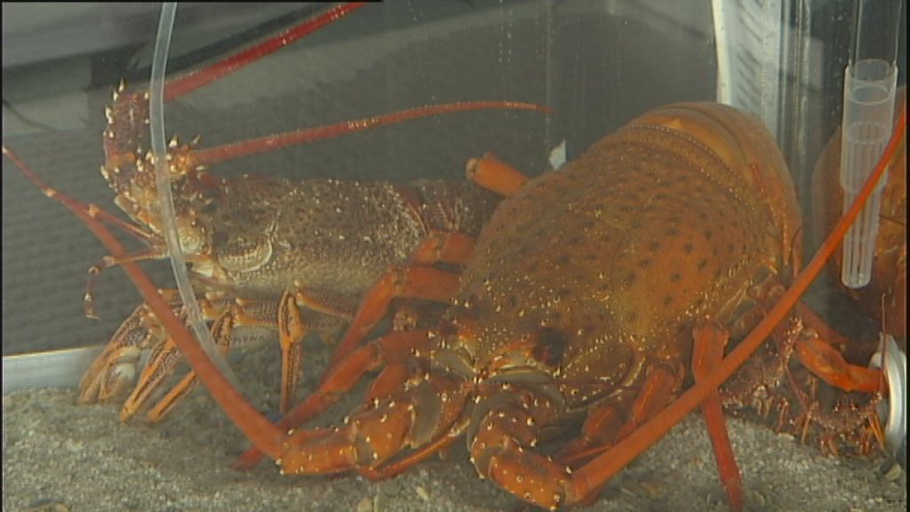 Lobster farming a step closer thanks to Tasmanian research team - ABC News