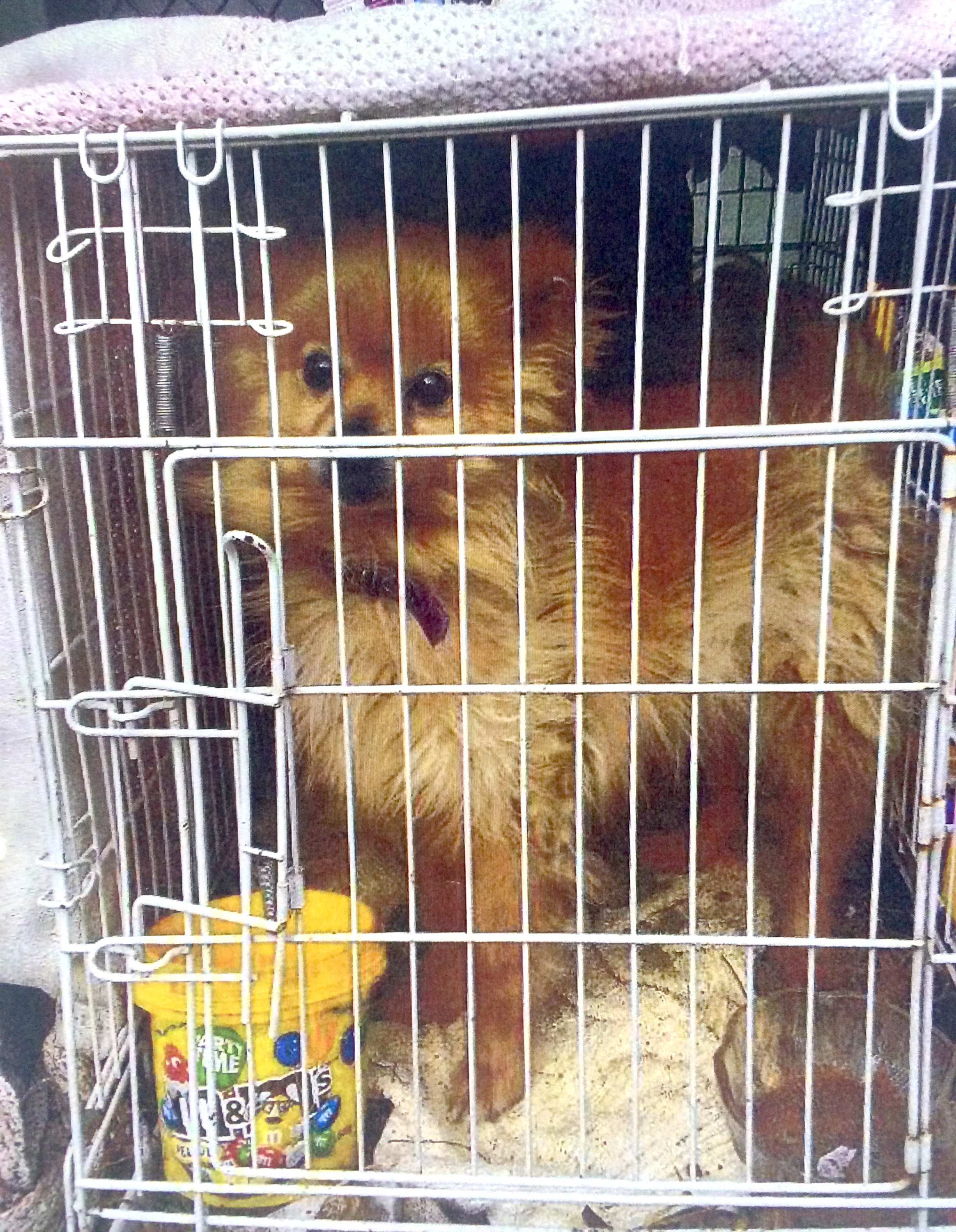 Calls for laws to be changed to allow RSPCA to recoup costs in ACT ...