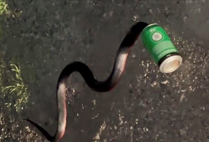 Snake gets head stuck in beer can in Adelaide's south - ABC listen