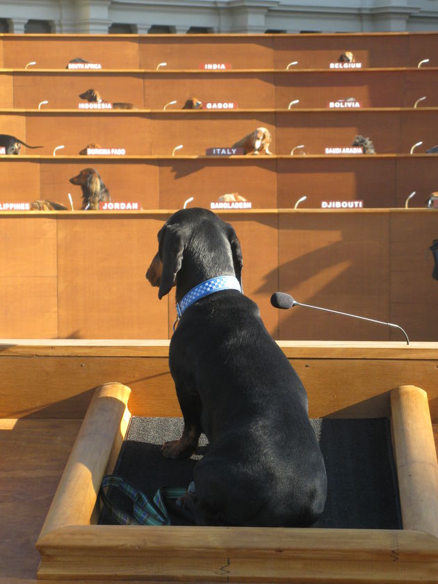 United Nations gone to the dogs - ABC News