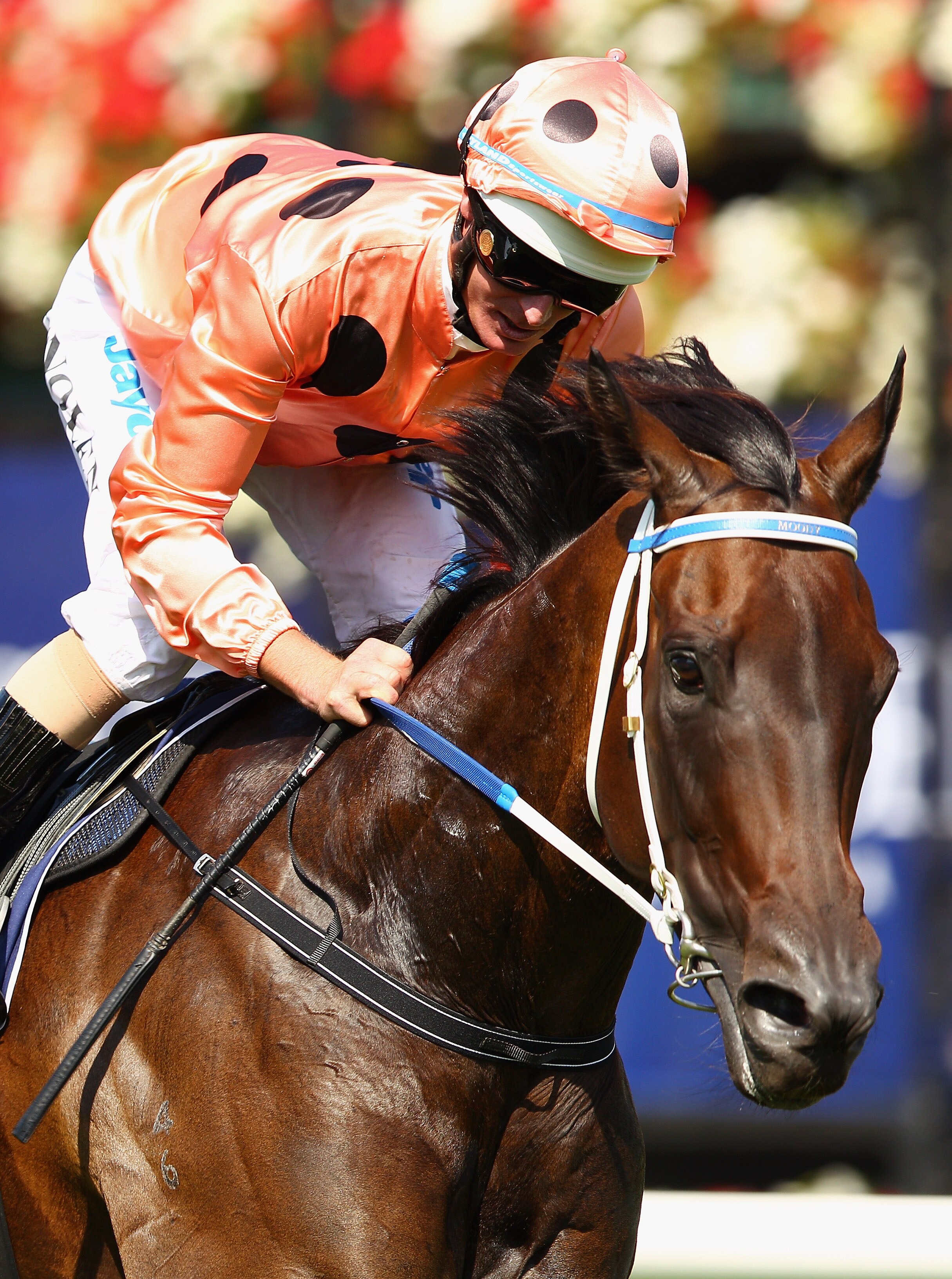 Black Caviar strikes twice in Lightning - ABC News