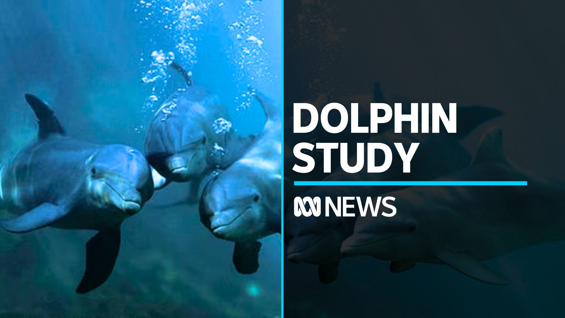 Study finds dolphin mothers use 'baby talk' - ABC News