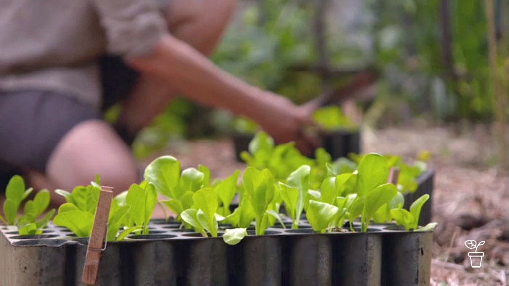 Taste Sensations - Gardening Australia
