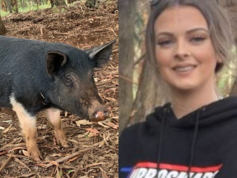 Farmer whose pig was attacked says hunters 'went berserk' when ...