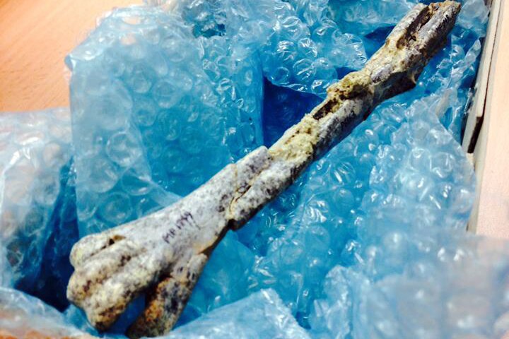 New species of dwarf emu discovered from fossils at Alcoota in Central ...