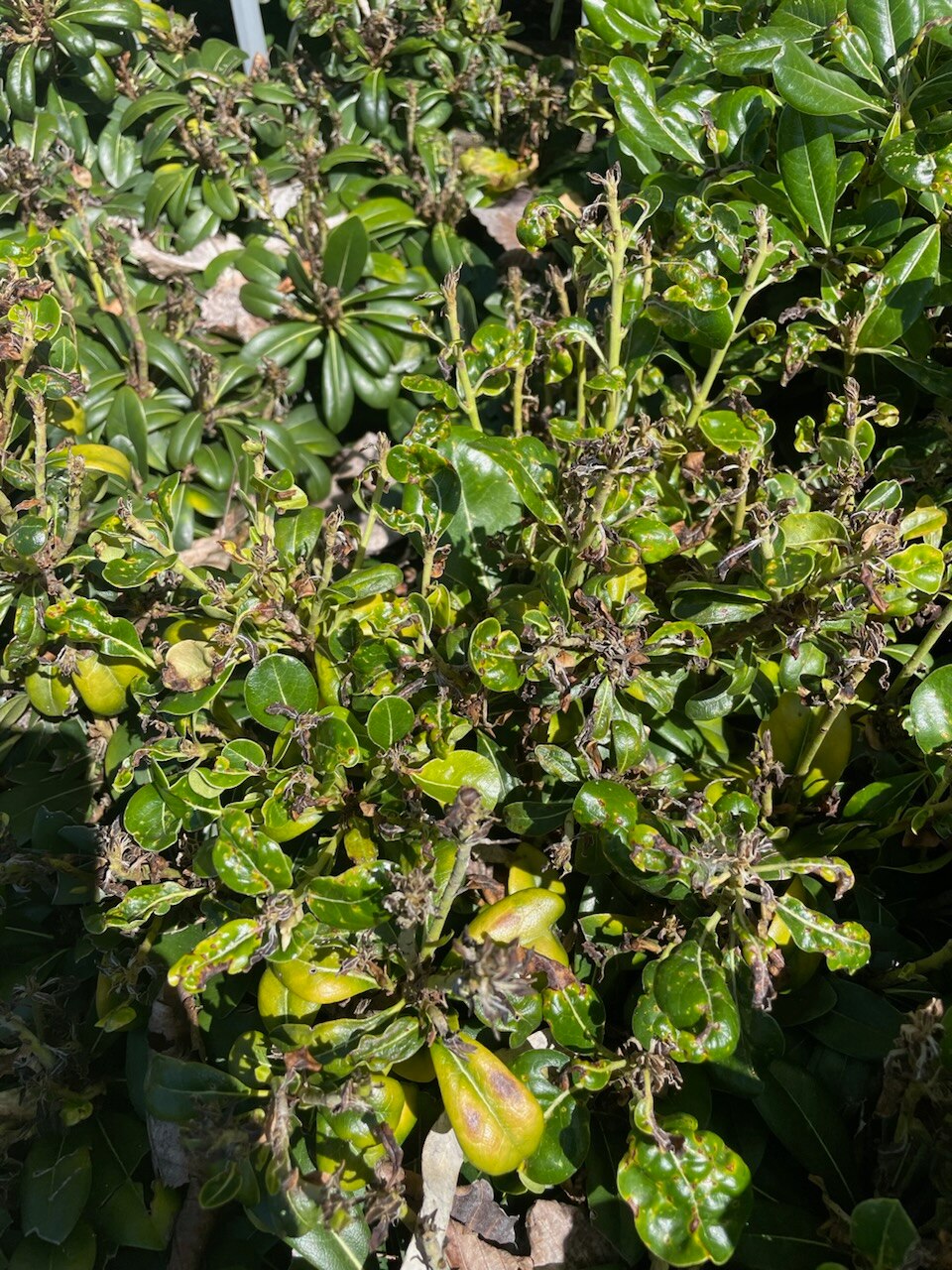 Roots and Shoots with Amber Cunningham and Sabrina Hahn - ABC listen