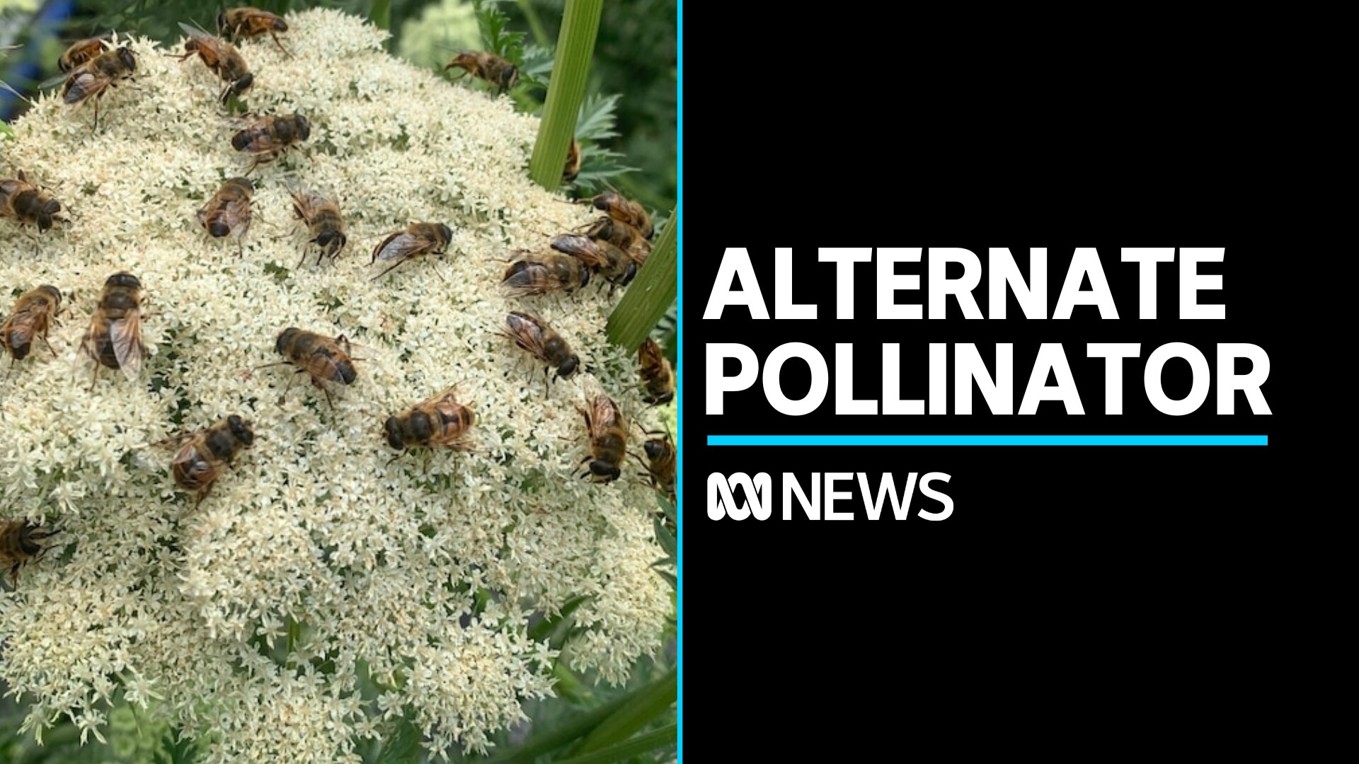 Fly species emerges as alternative pollinator to bees - ABC News