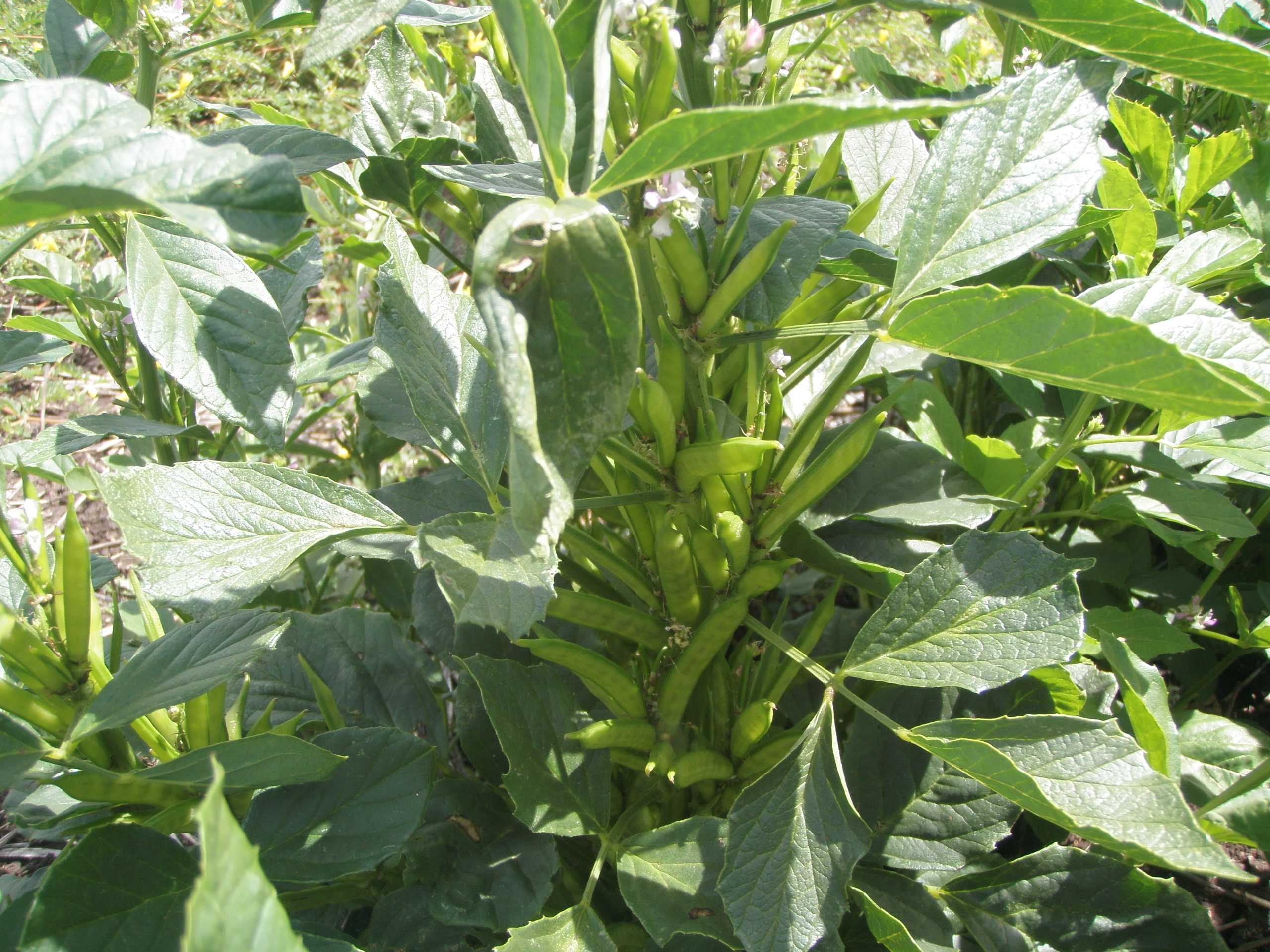 Guar: The perfect crop for northern Australia? - ABC News