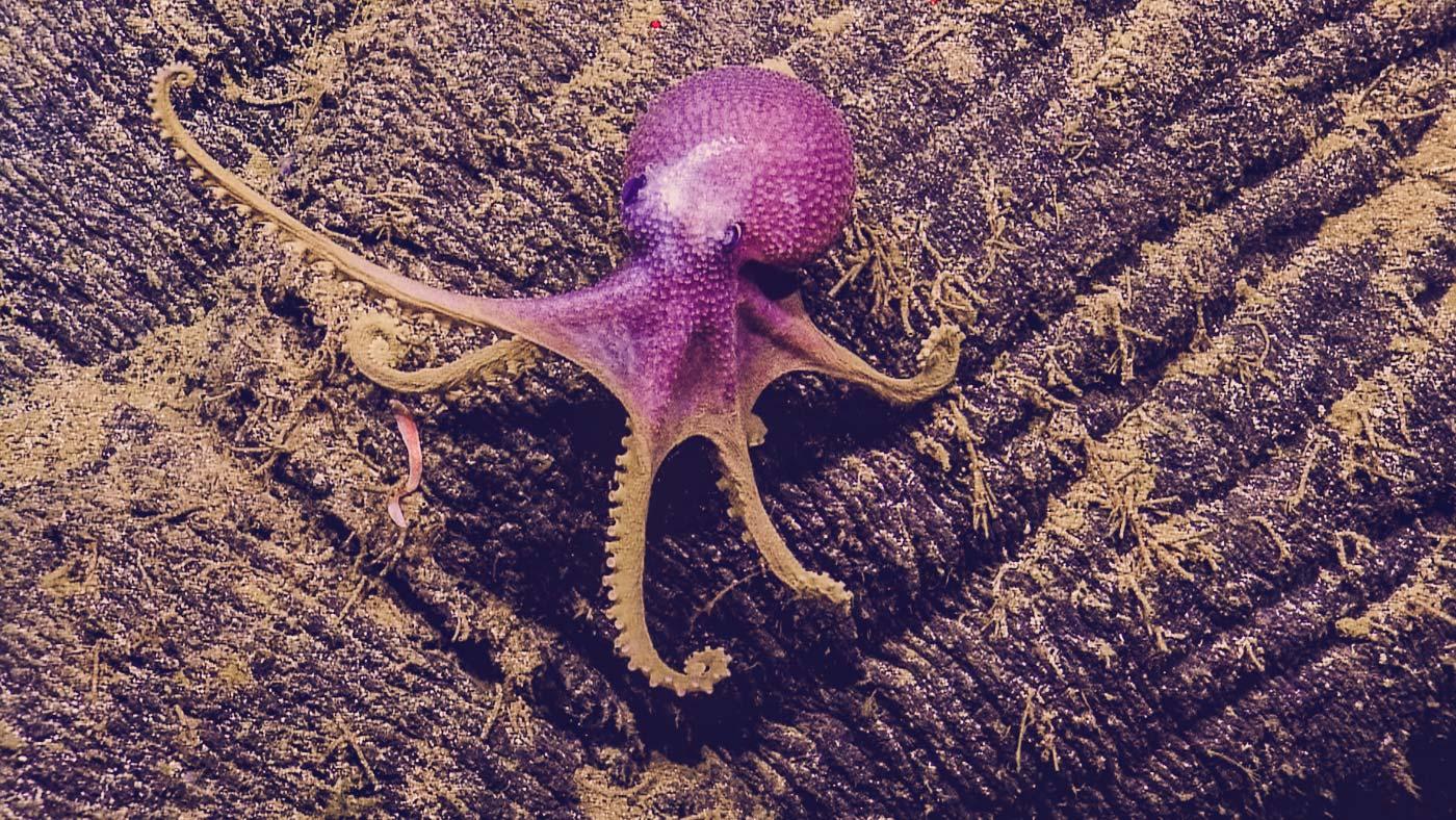 Ocean Census - Behind The News