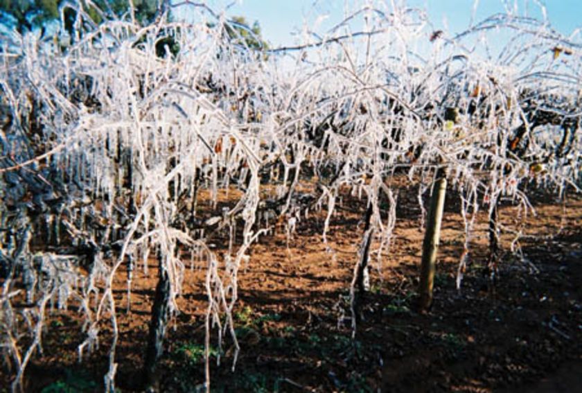 Frozen grapes - ABC News