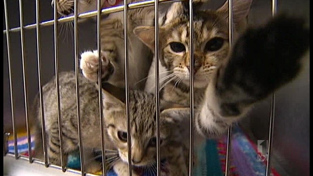 The new animal activists - ABC News