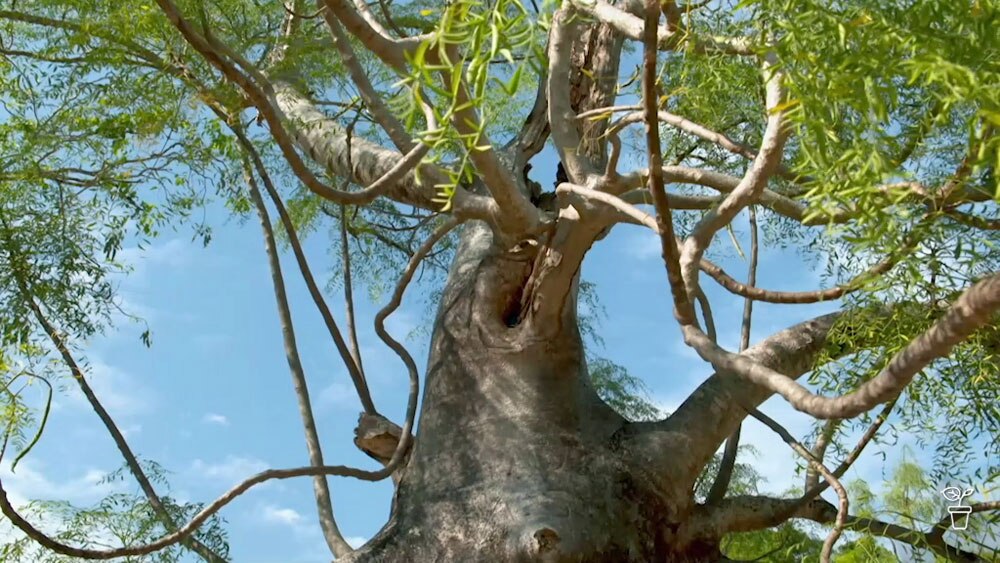 Plant Profile | Moringa Bottle Tree - Gardening Australia