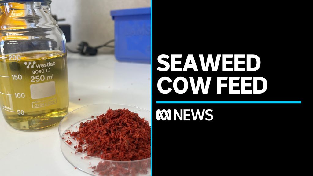 Red seaweed could be the answer to slashing methane emissions - ABC News