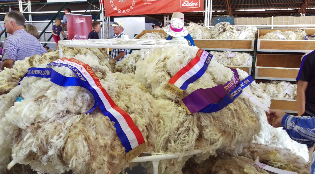 Queensland Sheep Show: Longreach's sheep industry on cusp of change as ...