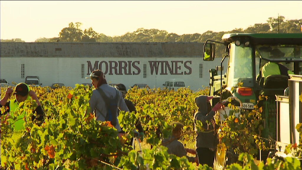 Morris Wines - ABC News