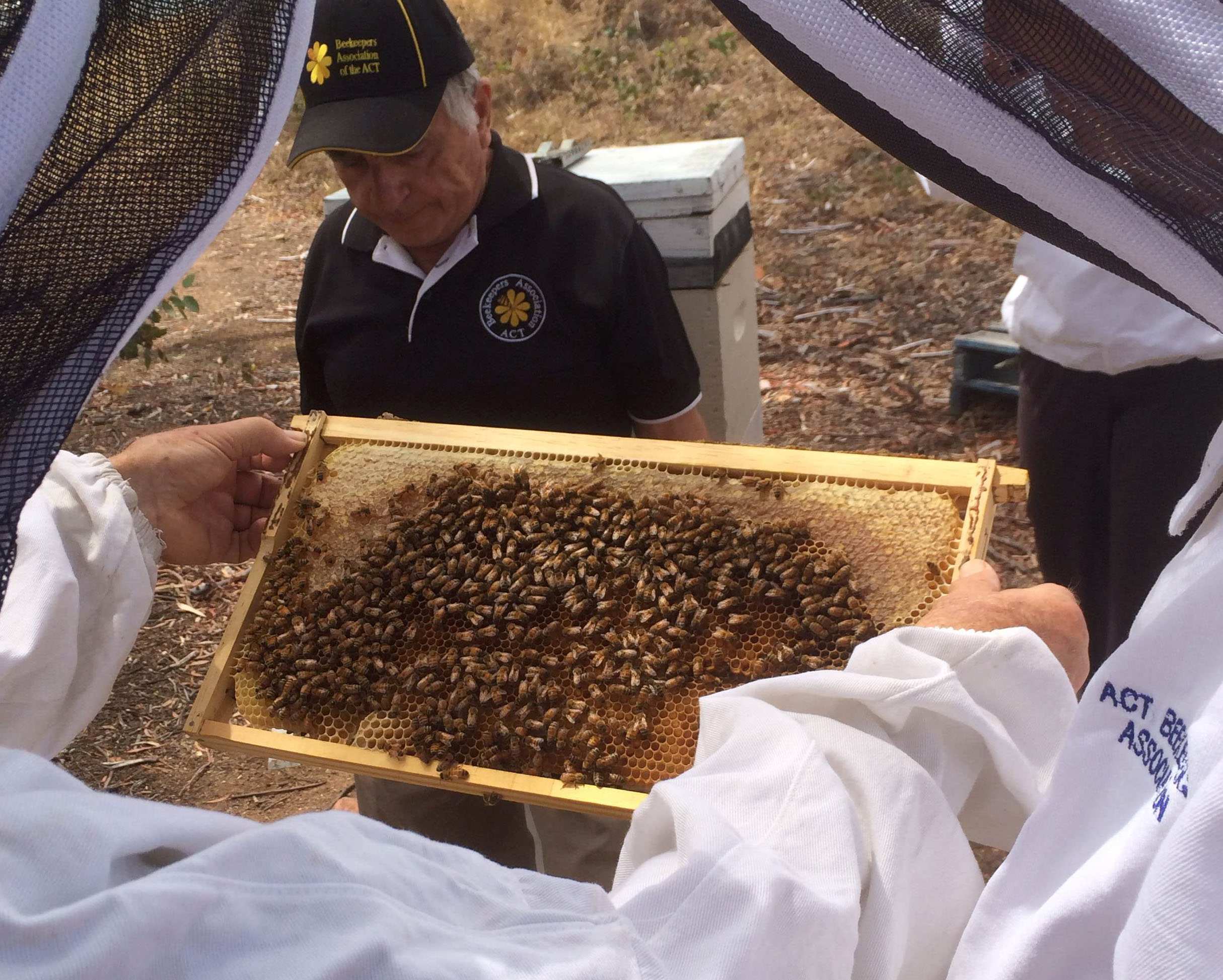 New draft ACT code of practice for backyard beekeepers opens for ...