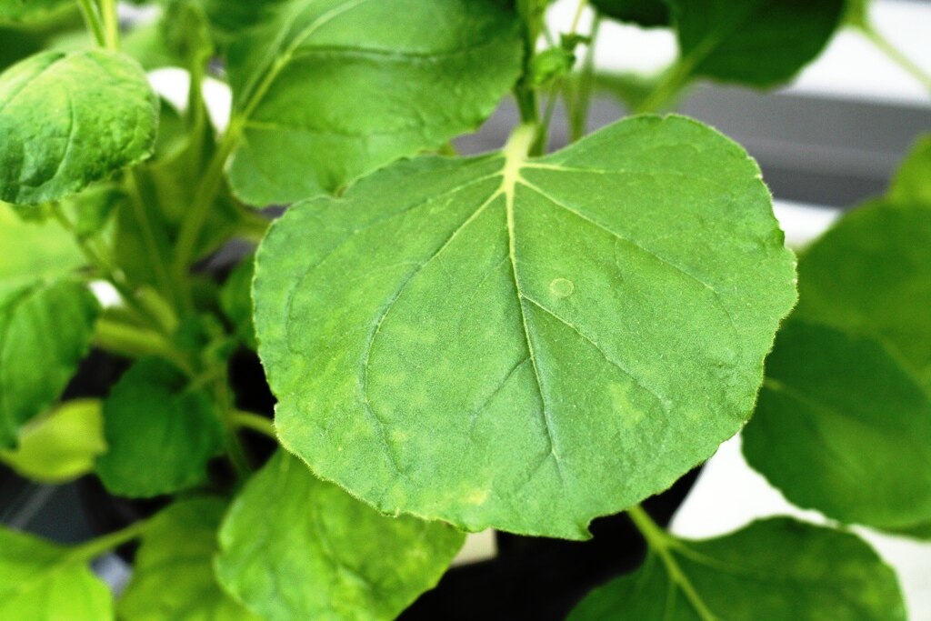 Professor Waterhouse's wonderful plant - ABC listen