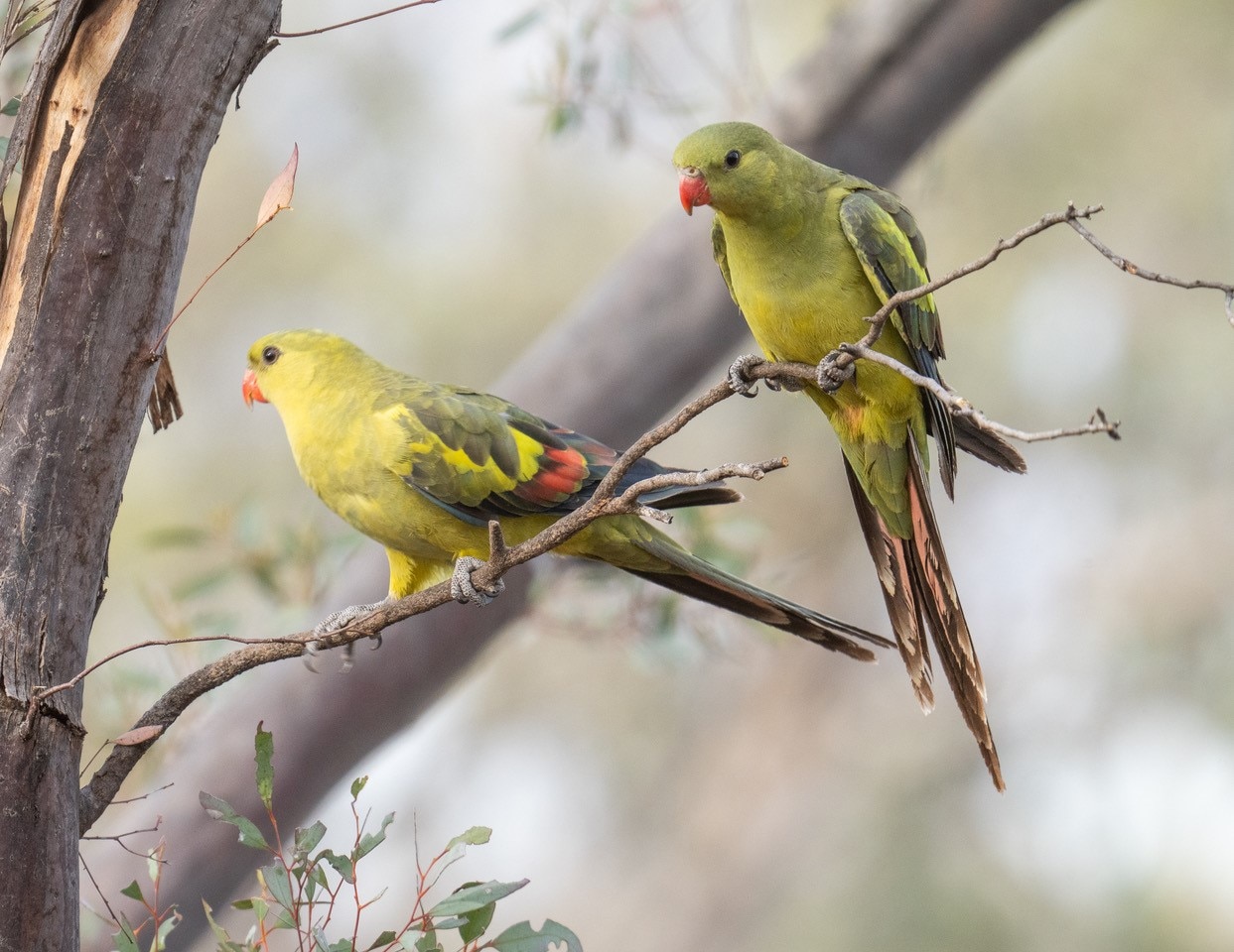 Regent parrot population is in decline in SA's Riverland and ...