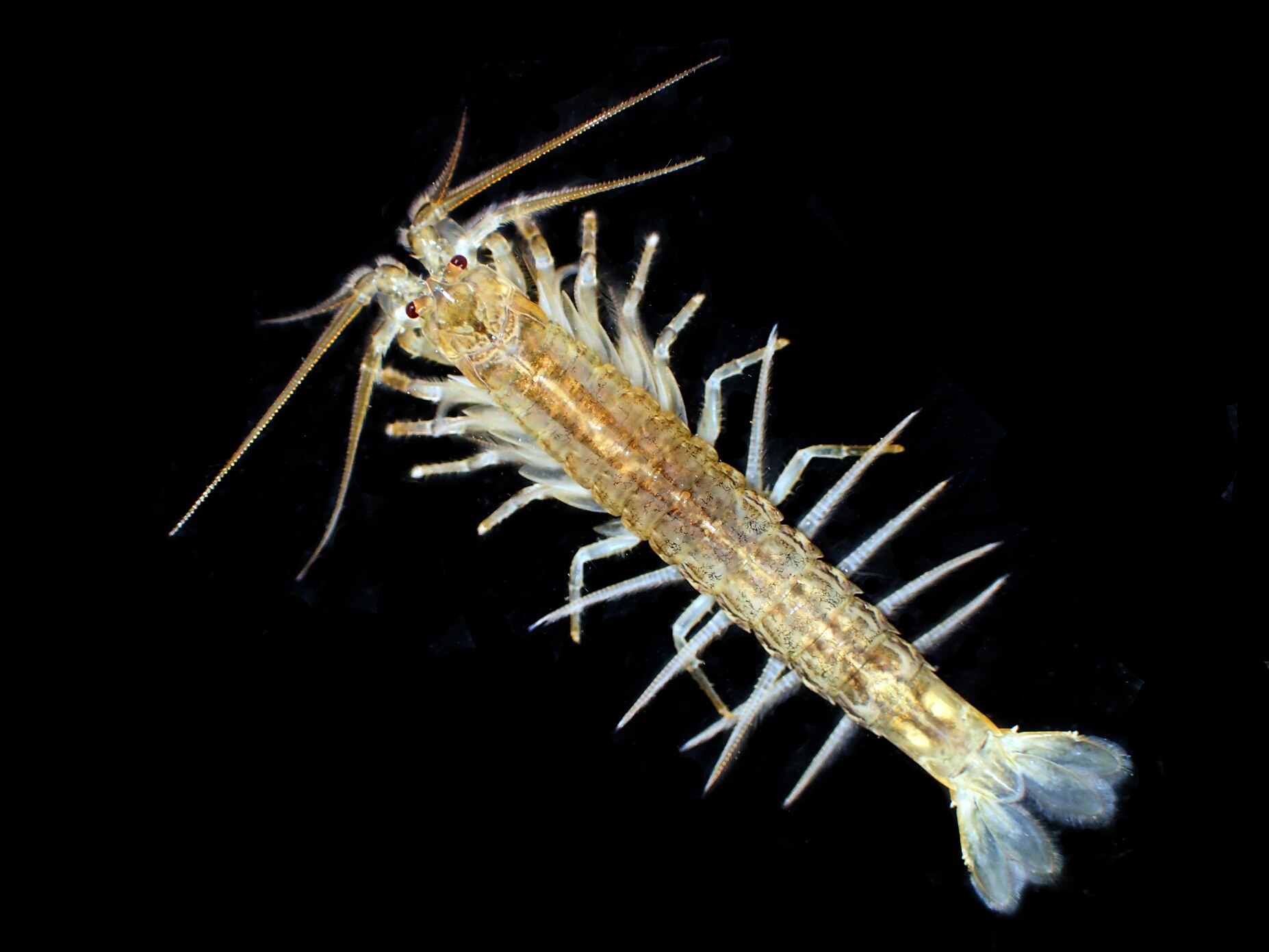 The 'enigmatic' Tasmanian mountain shrimp allows researchers to look ...