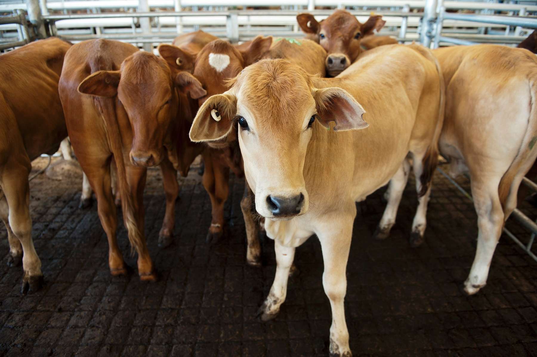 WA saleyards 'debacle' is being addressed says management - ABC News