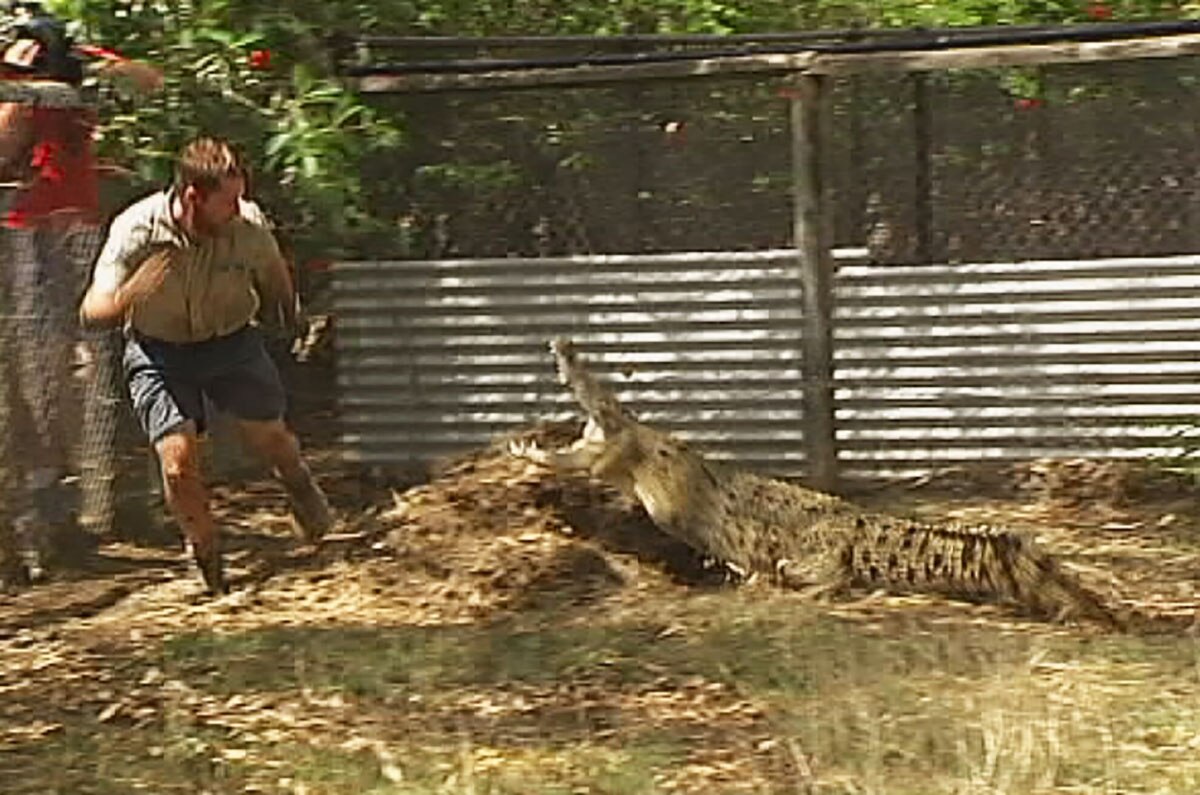 Rangers take a risk to harvest crocodile eggs - ABC News
