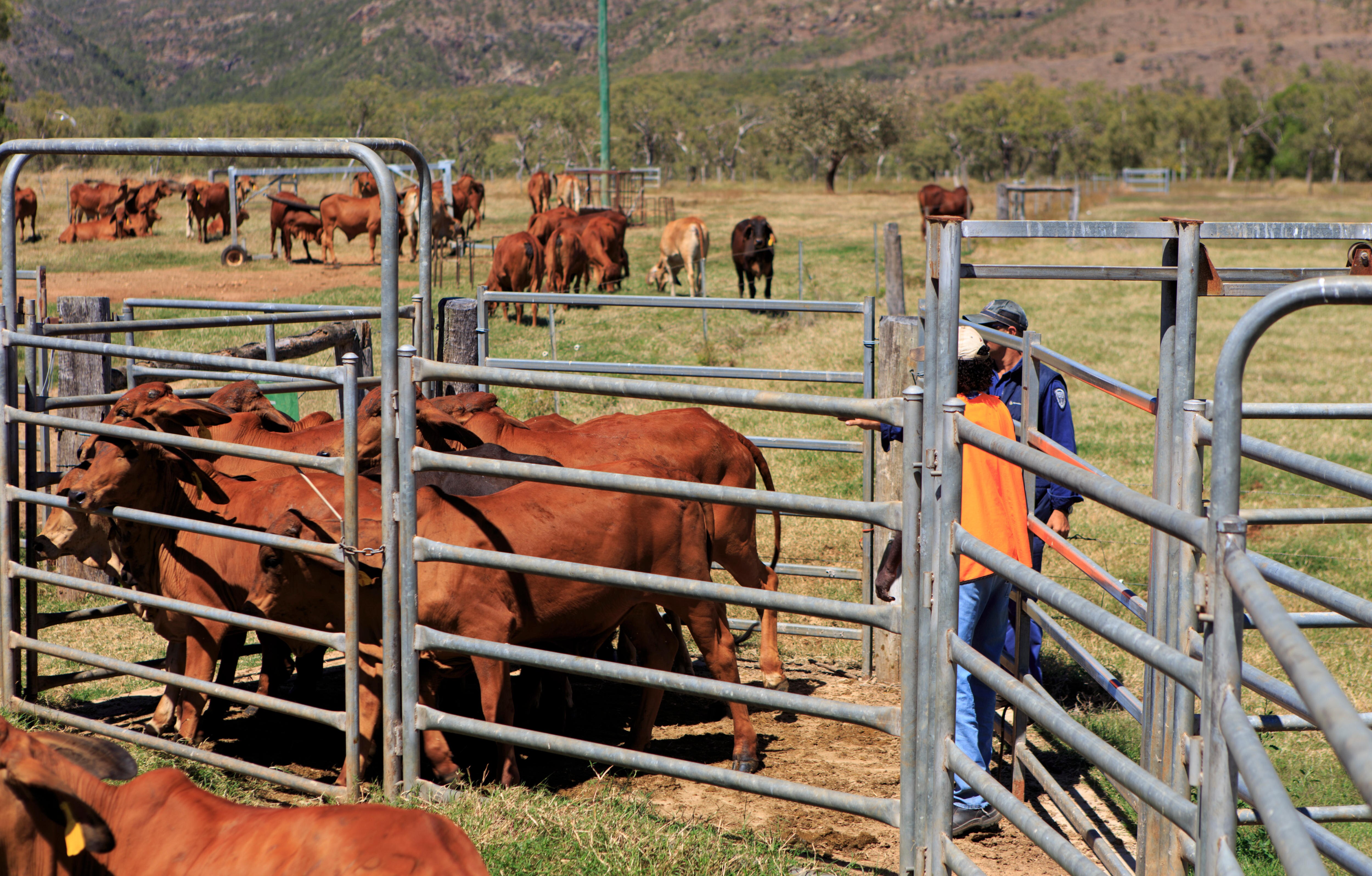 Lotus Glen prison farm gives inmates sense of purpose, agricultural ...