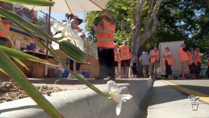 Rosetta Street Greening - Gardening Australia
