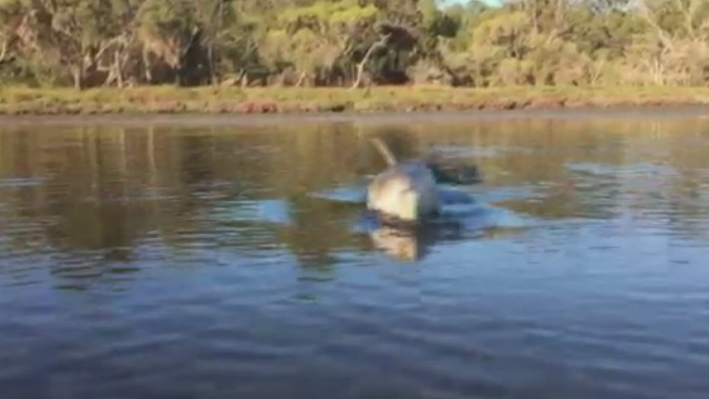 Why did the stranded baby dolphin have to die? - ABC News