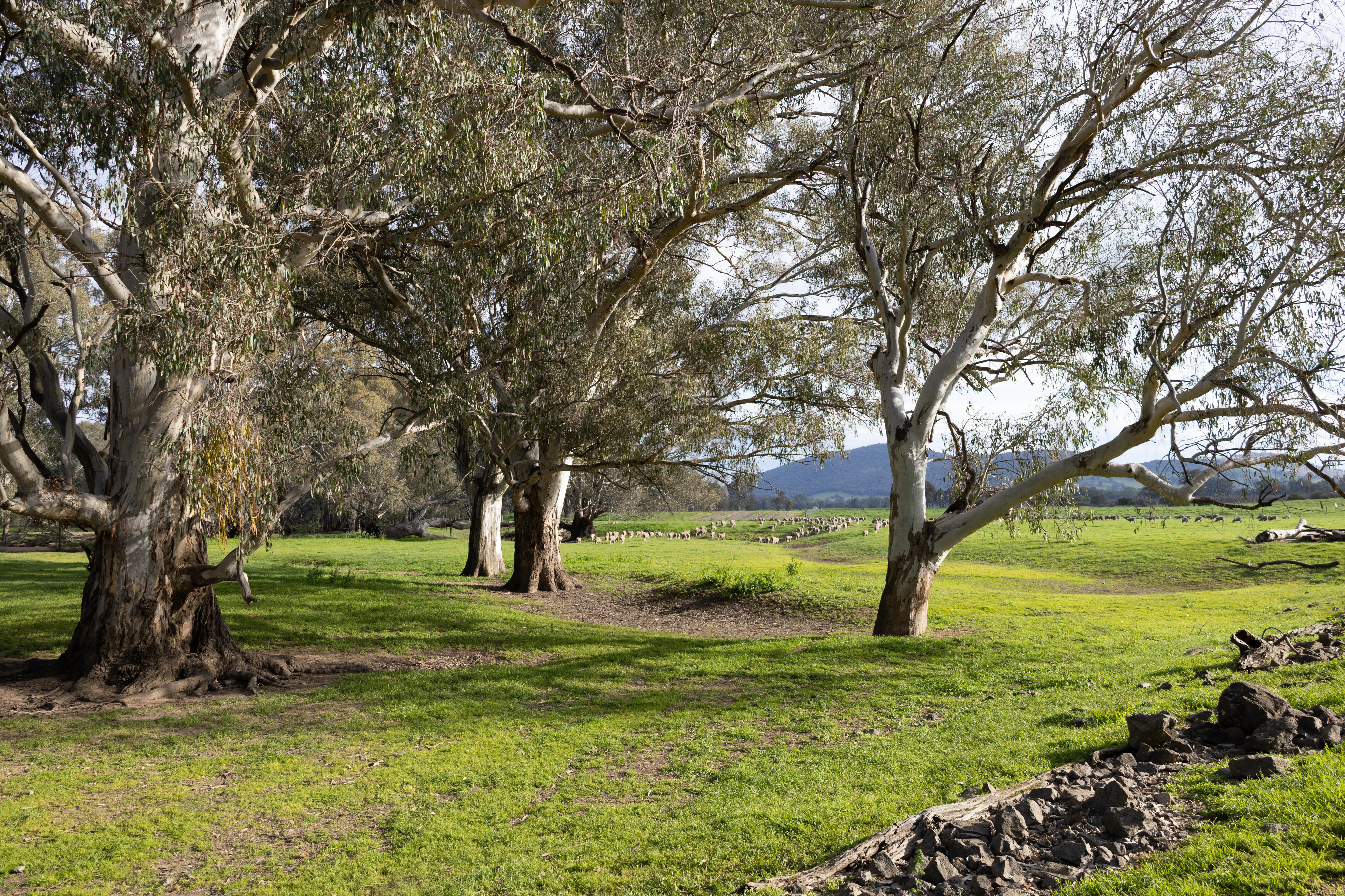 Gum trees grown for pinocembrin as company explores potential to treat ...