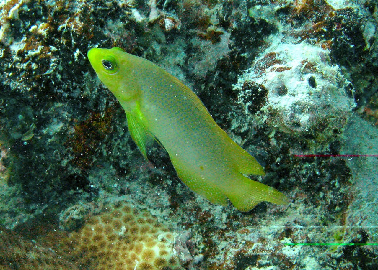 Motorboat noise on Ningaloo Reef 'can harm fish survival rates' - ABC News