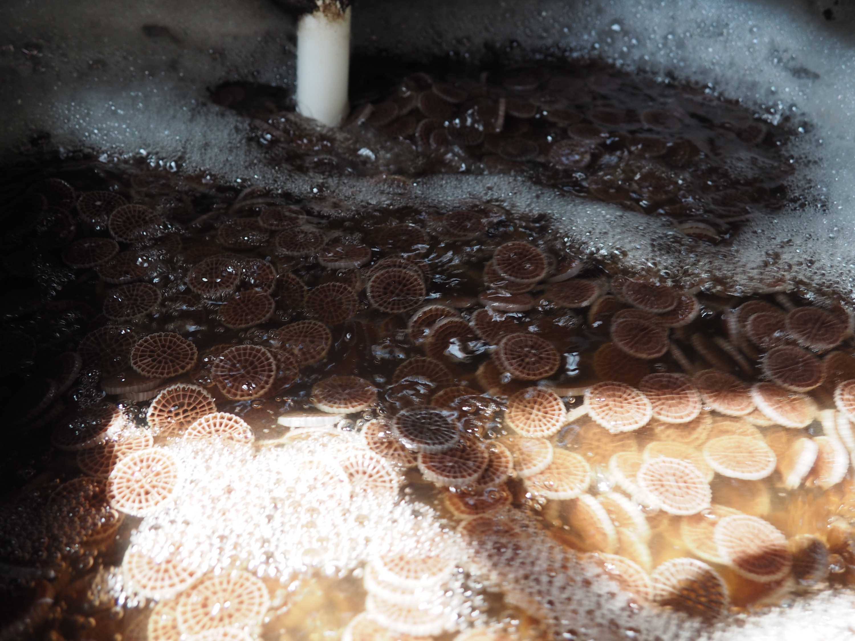 Anammox bug farmed to reduce cost, chemicals used to treat sewage in ...