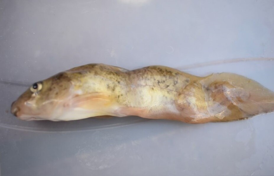 PFAS blamed for animal deformities and millions of dollars in losses to ...