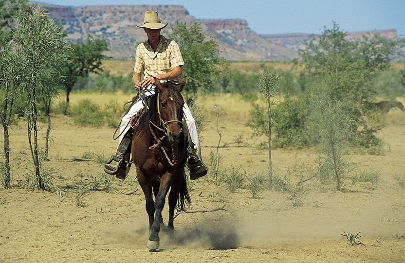 Ringers and bull catchers tell stories of an old Kimberley life - ABC ...