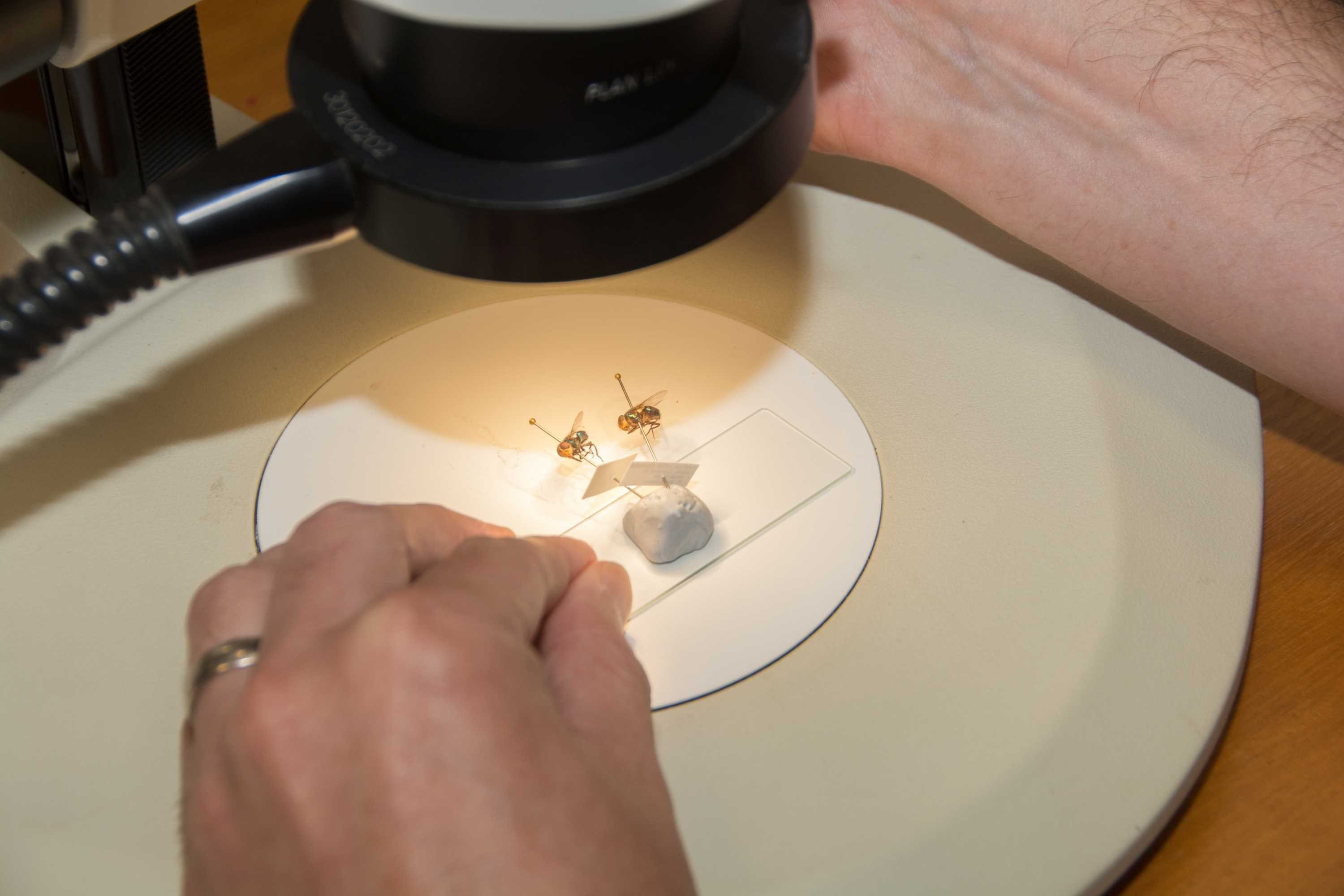 Northern Australia's biosecurity staff given entomology training to ...