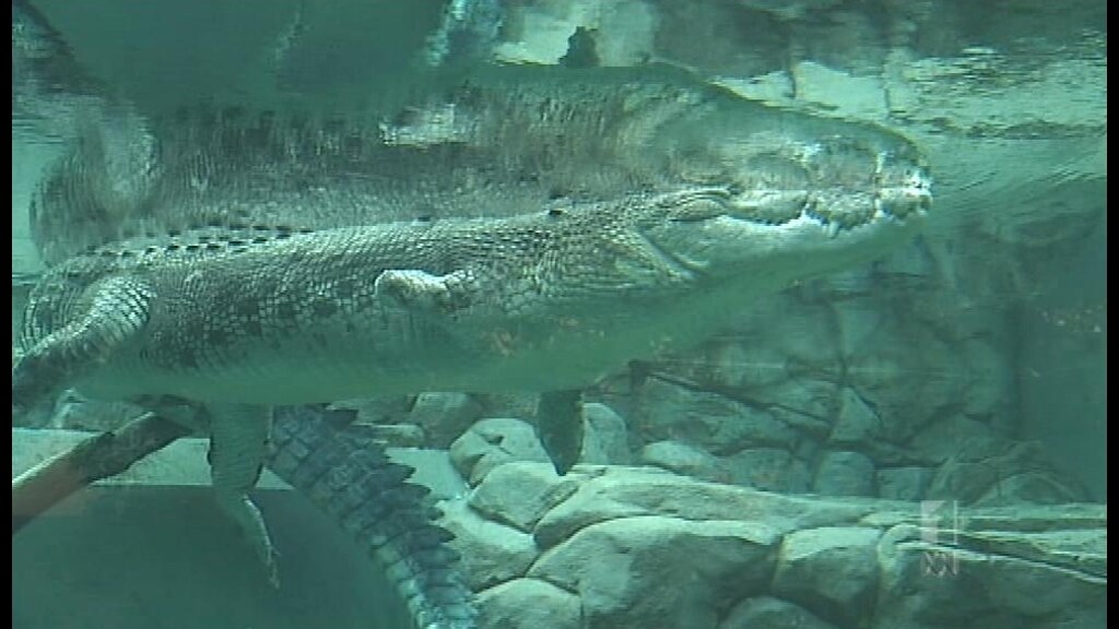 Crocodile cage attraction breaks down - ABC News