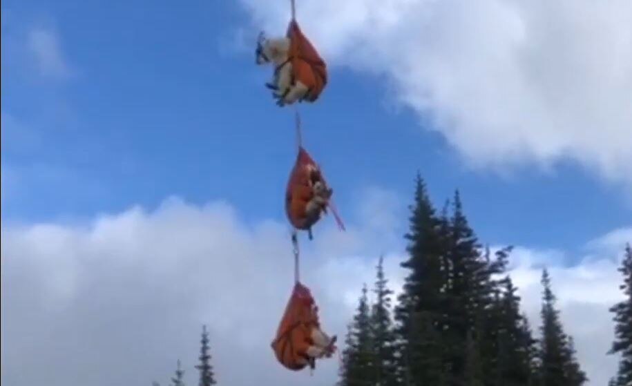 Olympic National Park: Hundreds of goats airlifted to new homes after ...