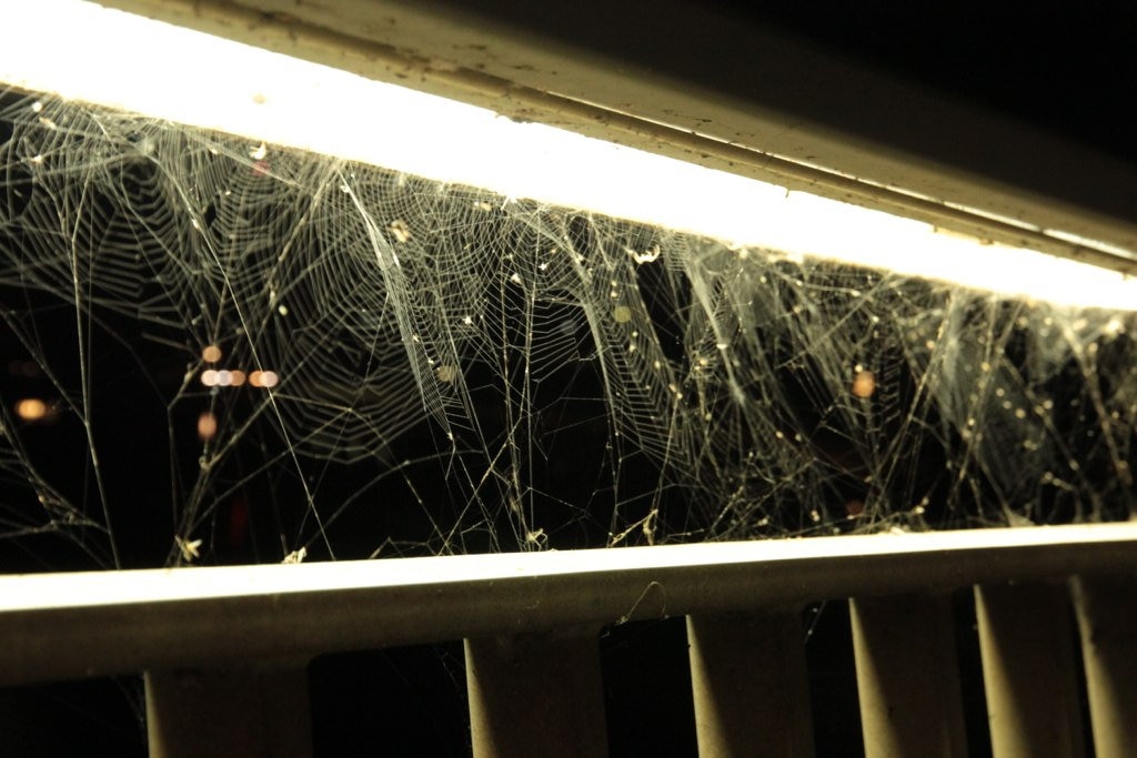 Why are there so many spiders on the Kings Avenue and Commonwealth ...