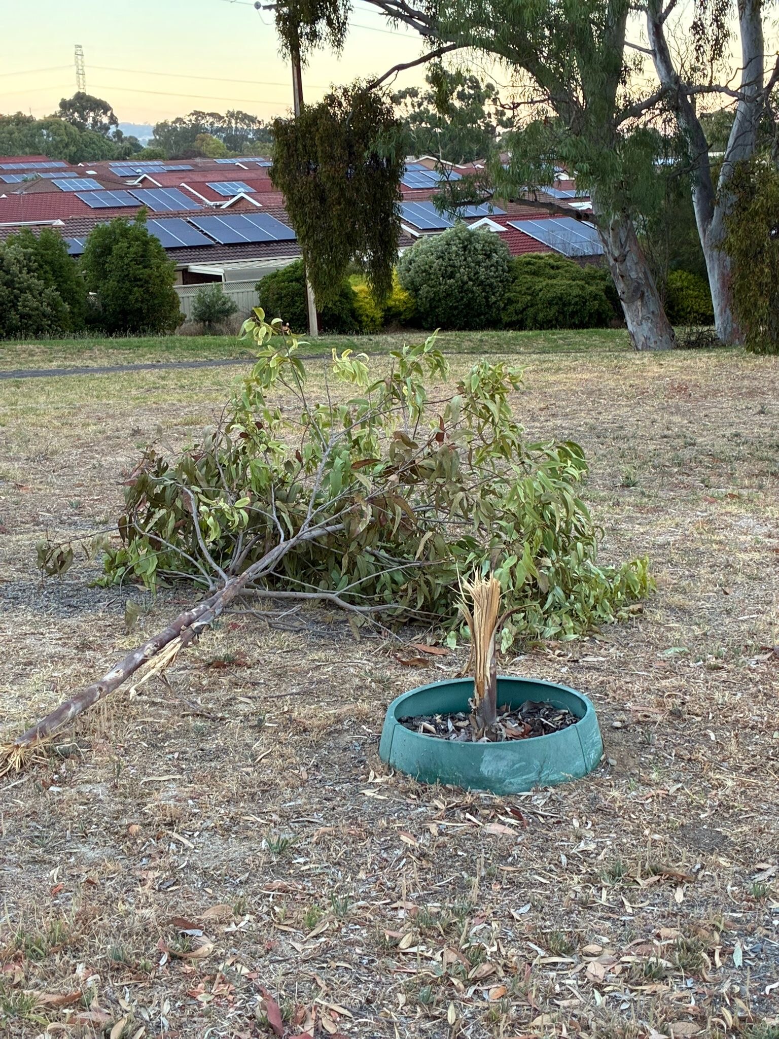 Trees vandalised in Aberfoyle Park - ABC listen