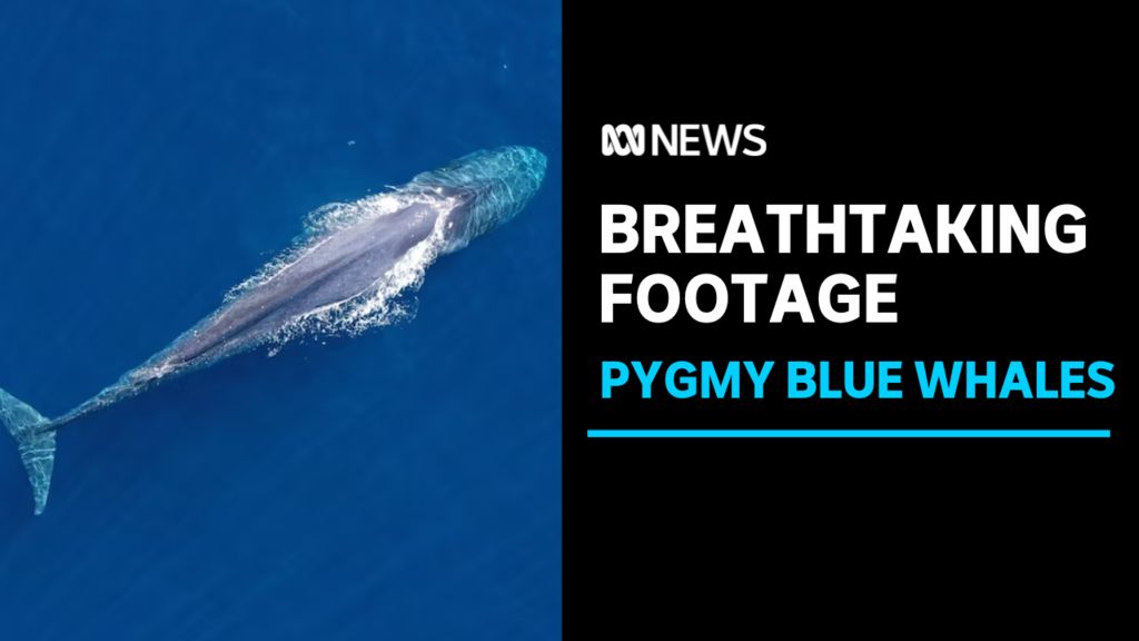 Rare new footage captures behaviour of pygmy blue whales - ABC News