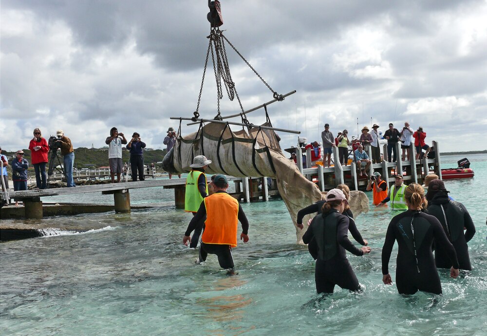 Trained volunteers make a real difference to saving stranded whales ...