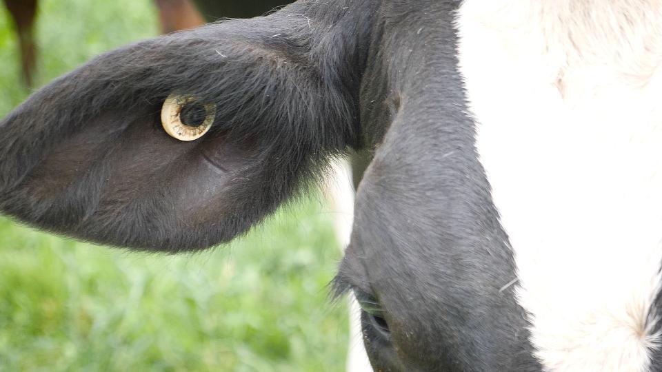 How farmers use microchips on dairy farms - ABC Education