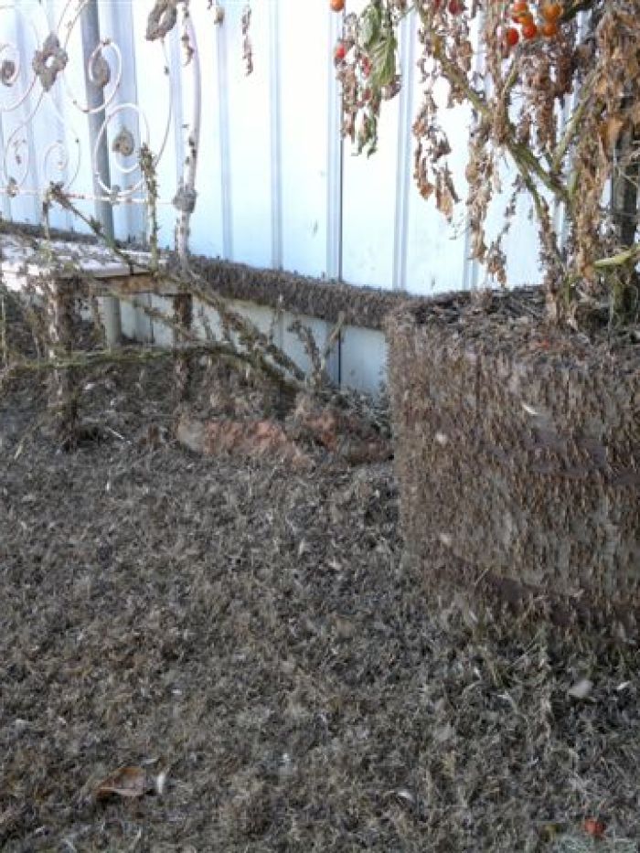 Assistance for farmers in locust hatching regions - ABC News